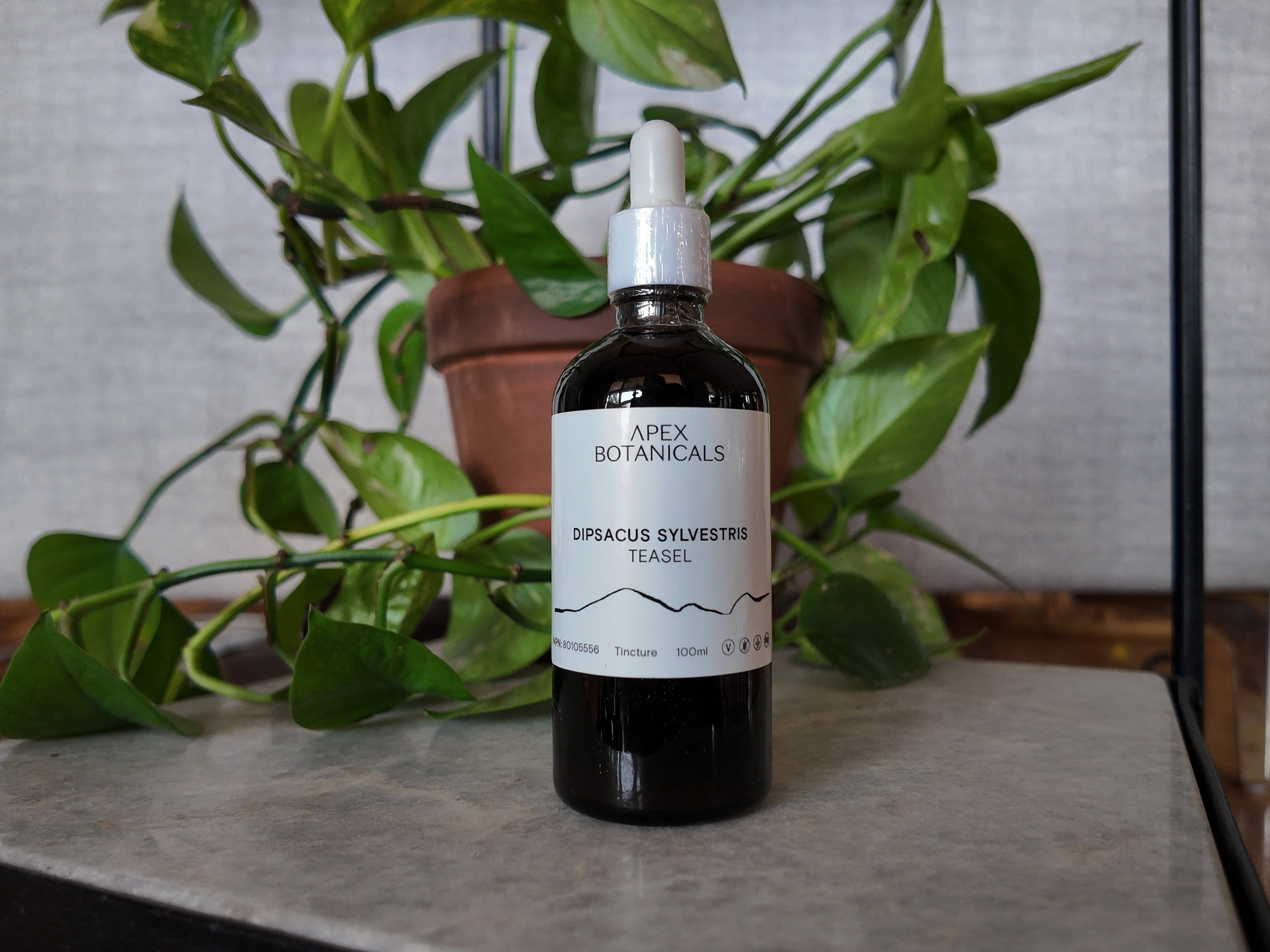 Teasel Root Tincture | Teasel Tincture | Dipsacus Sylvestris | TCM Herb ...