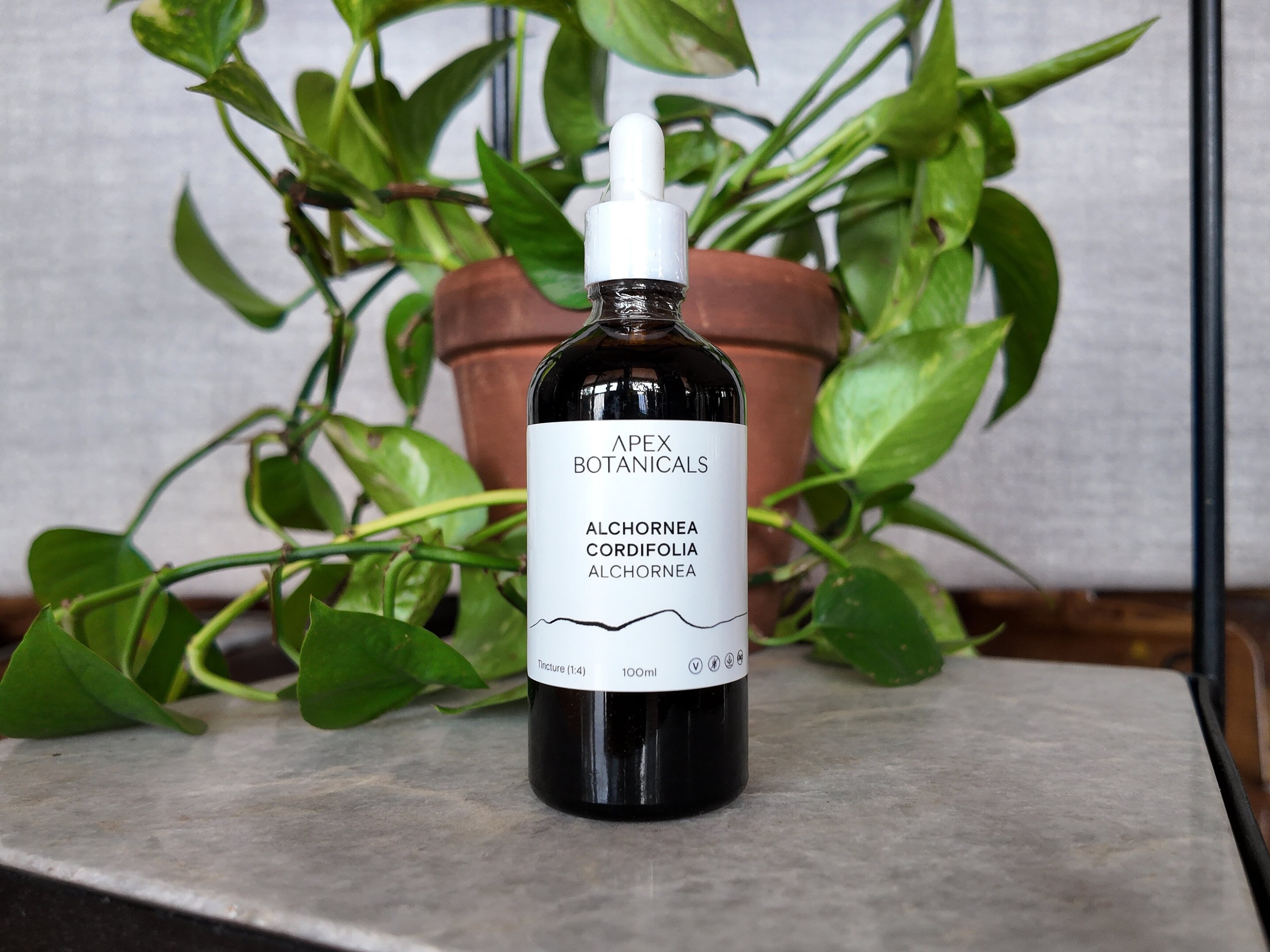 Alchornea Tincture | Alchornea Cordifolia | Buhner Protocol - Etsy