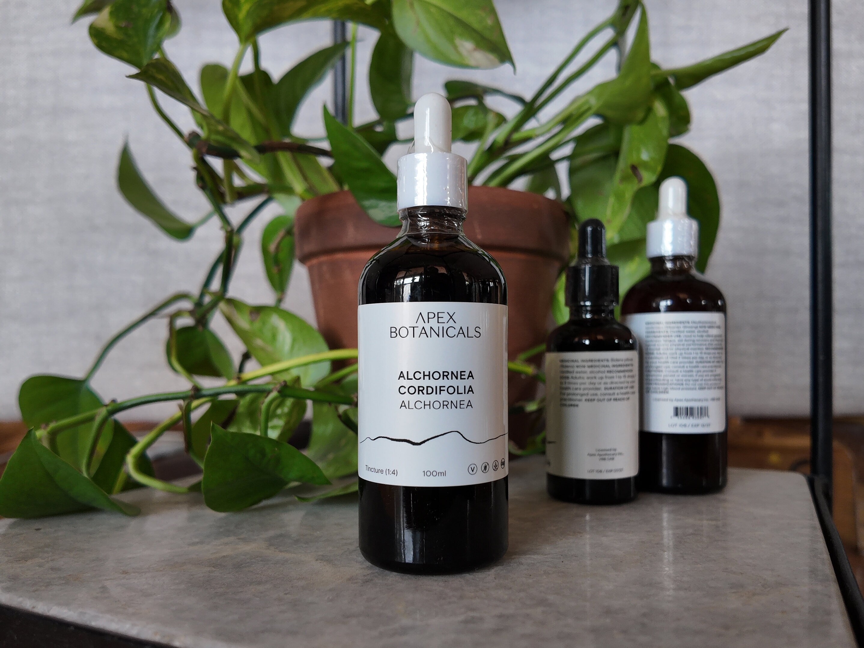 Alchornea Tincture | Alchornea Cordifolia | Buhner Protocol - Etsy