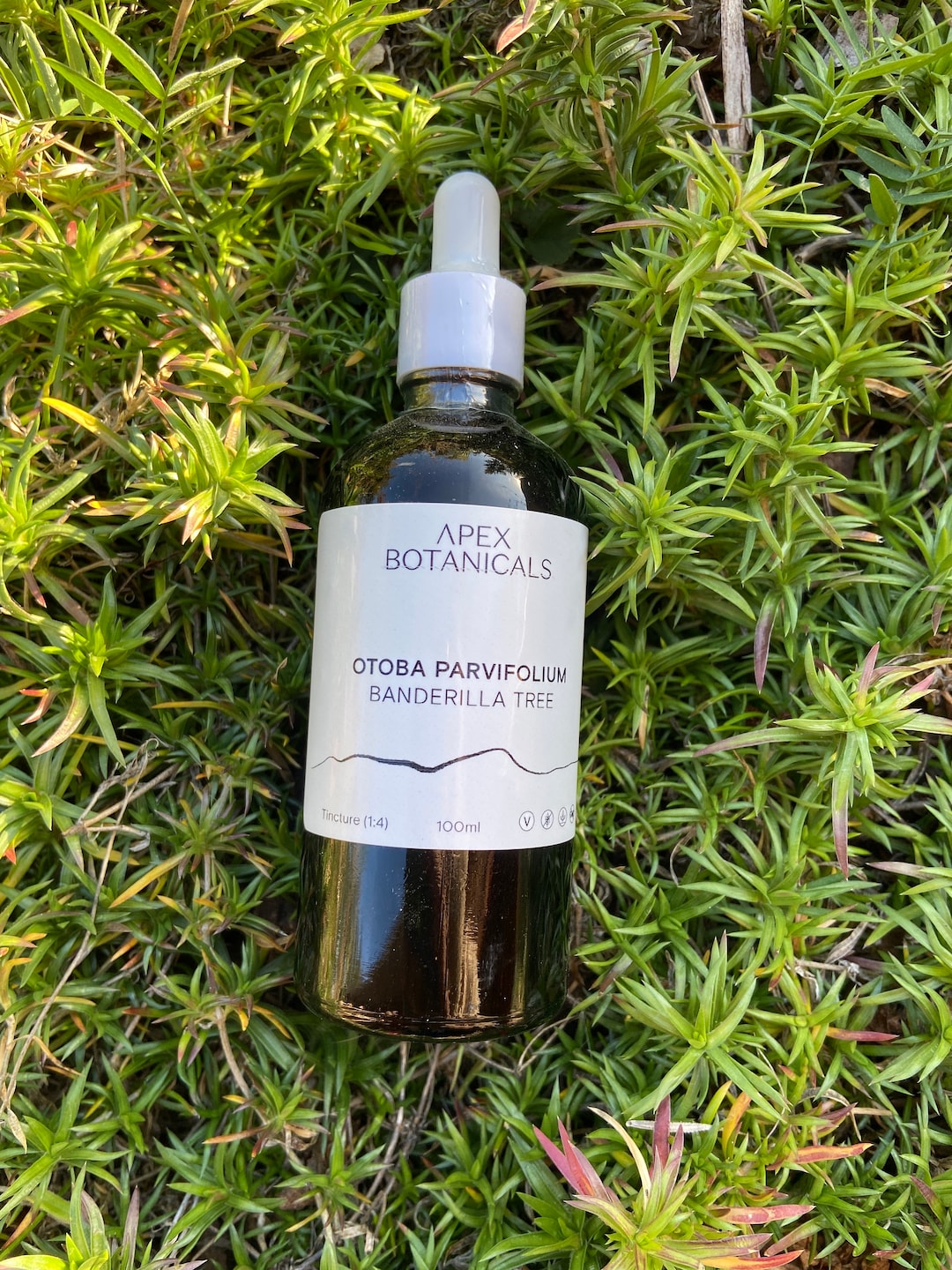 Otoba Bark Tincture, Banderol Tincture | Buhner Herbs, Buhner Protocol ...