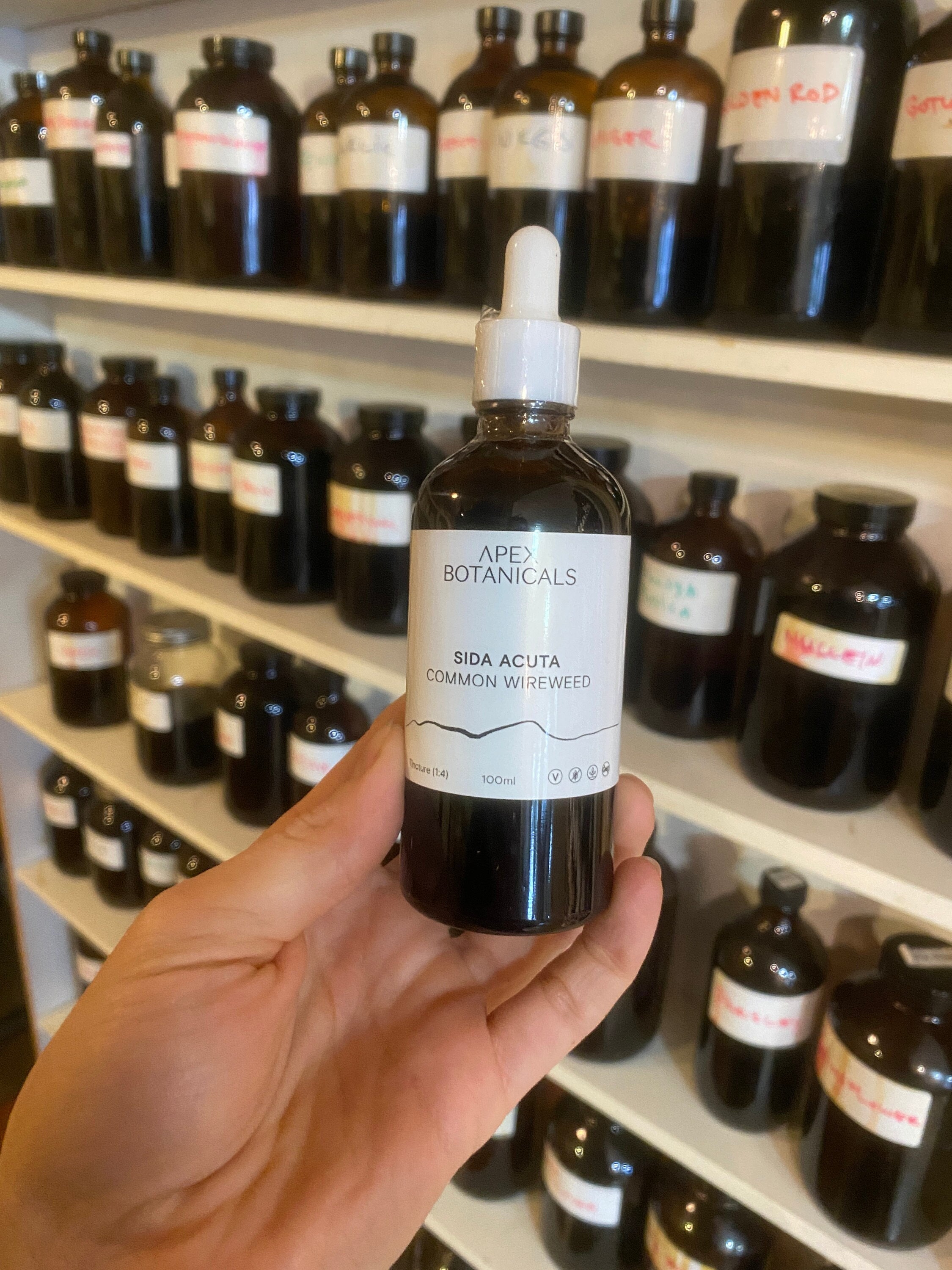Sida Acuta Tincture, 1:4 Botanical Extract Buhner Herbs, Buhner ...