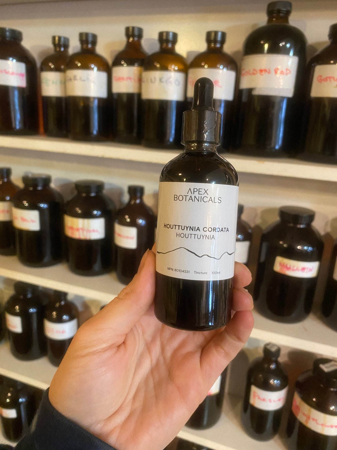 Houttuynia Tincture | Houttuynia Cordata | Chameleon Plant | Fish Mint ...