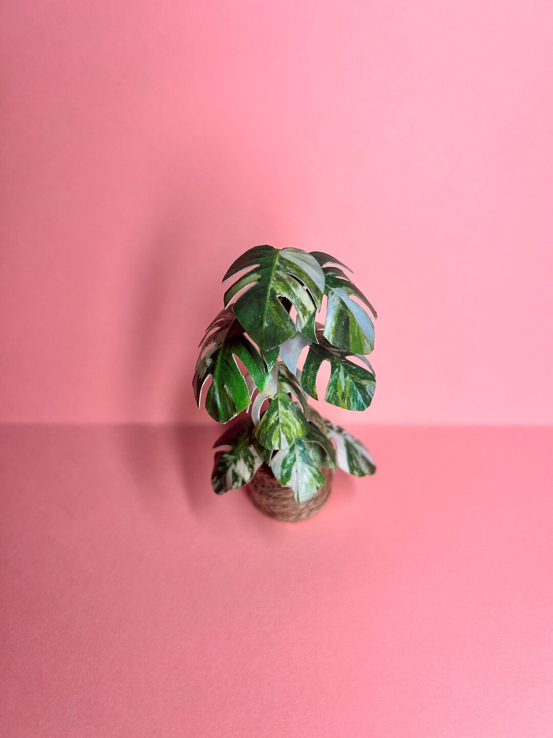 Miniature Monstera - Etsy