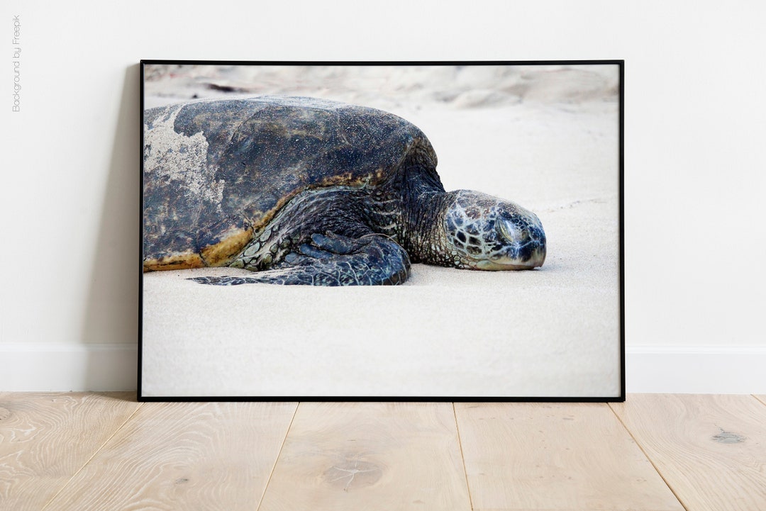 Digital Download - Sleeping Sea Turtle - Coastal Wall Art - Etsy
