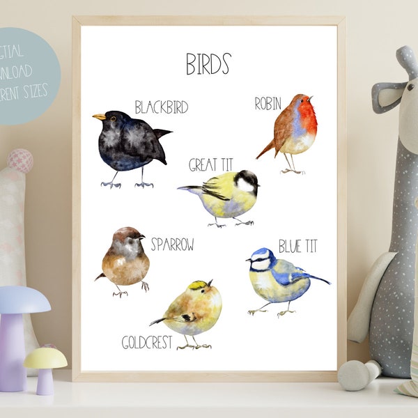 Educational Bird Nature Poster - Etsy