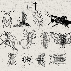 62 Unique Insects Doodles Vector Clipart Dingbats Font - Unique Insects ...