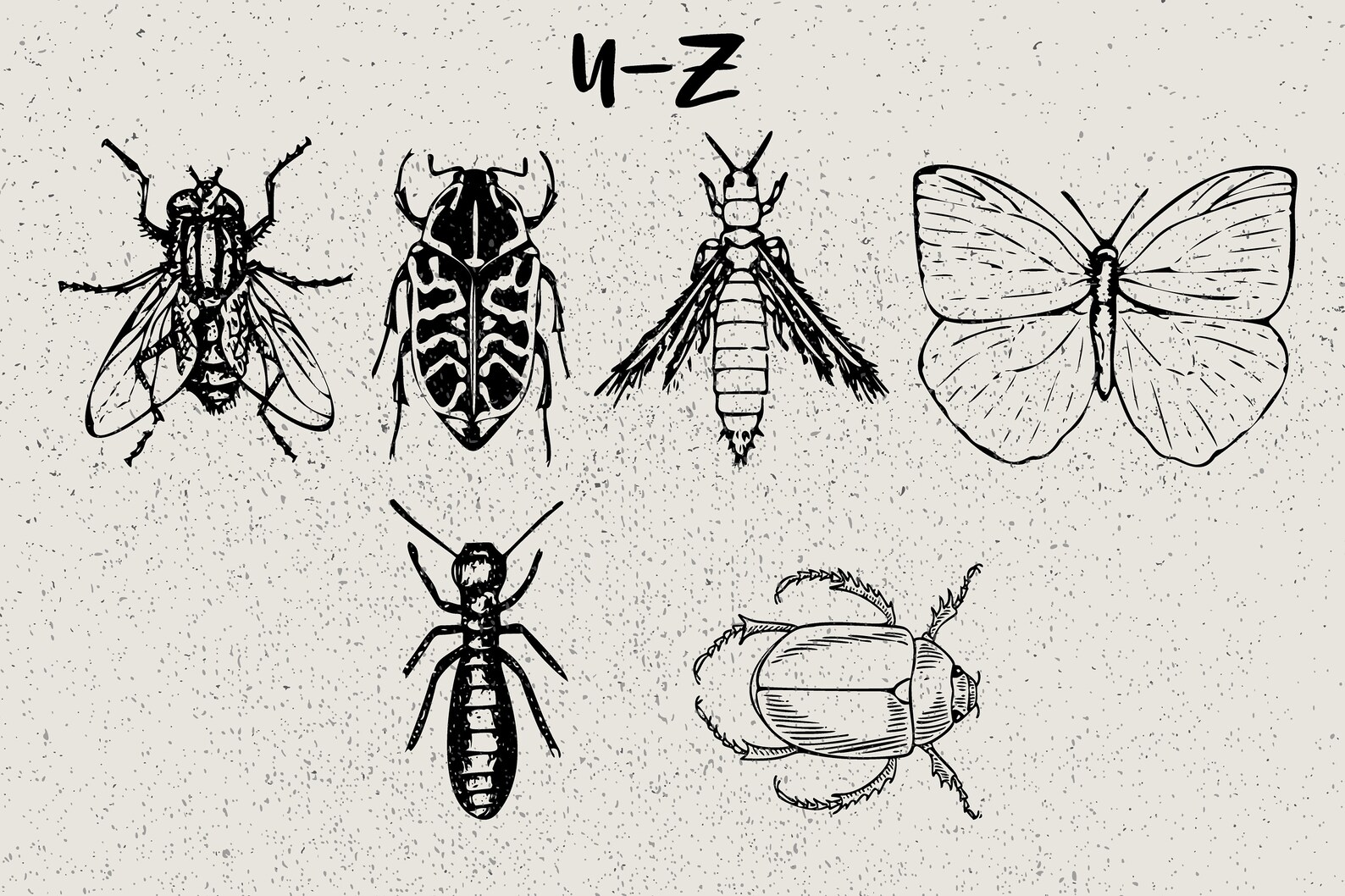 62 Unique Insects Doodles Vector Clipart Dingbats Font Unique Insects ...
