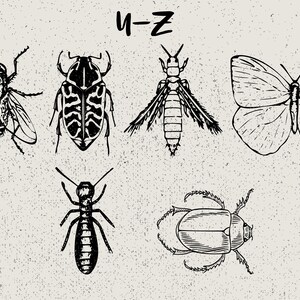 62 Unique Insects Doodles Vector Clipart Dingbats Font - Unique Insects ...