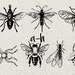 62 Unique Insects Doodles Vector Clipart Dingbats Font Unique Insects ...