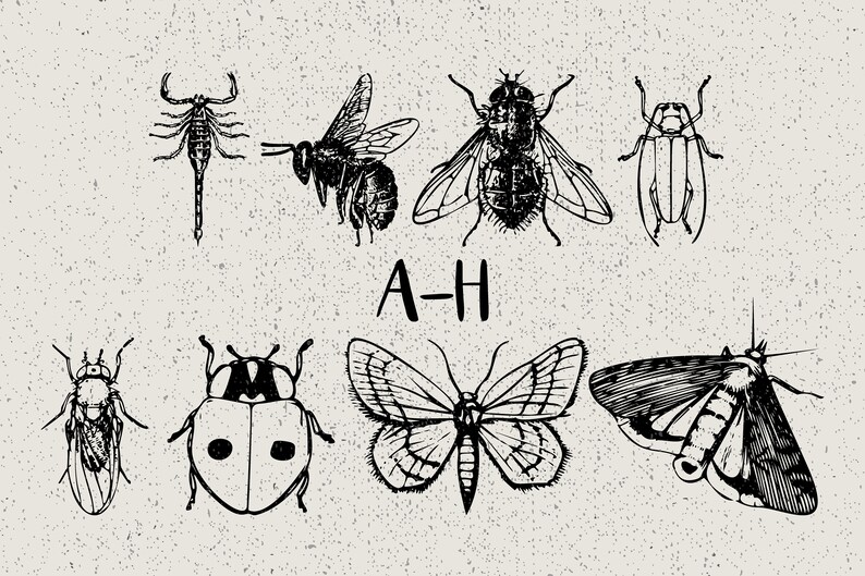 62 Unique Insects Doodles Vector Clipart Dingbats Font - Unique Insects ...
