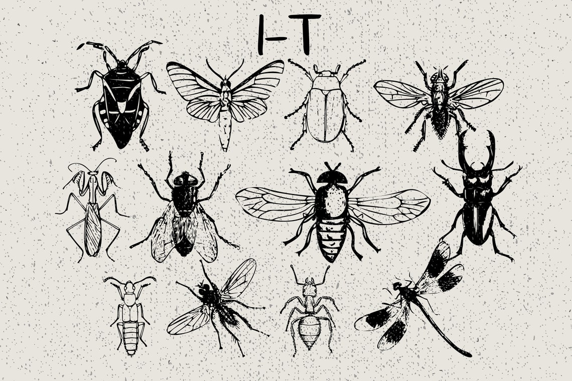 62 Unique Insects Doodles Vector Clipart Dingbats Font Unique Insects ...
