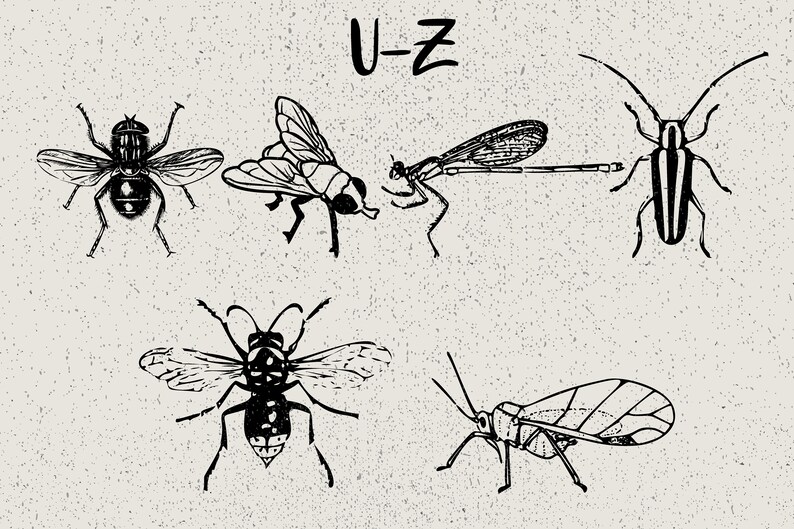 62 Unique Insects Doodles Vector Clipart Dingbats Font Unique Insects ...