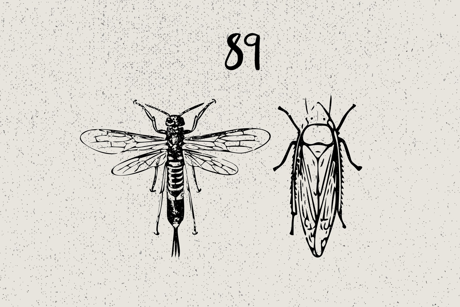 62 Unique Insects Doodles Vector Clipart Dingbats Font - Unique Insects ...
