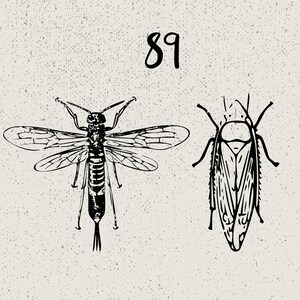 62 Unique Insects Doodles Vector Clipart Dingbats Font - Unique Insects ...