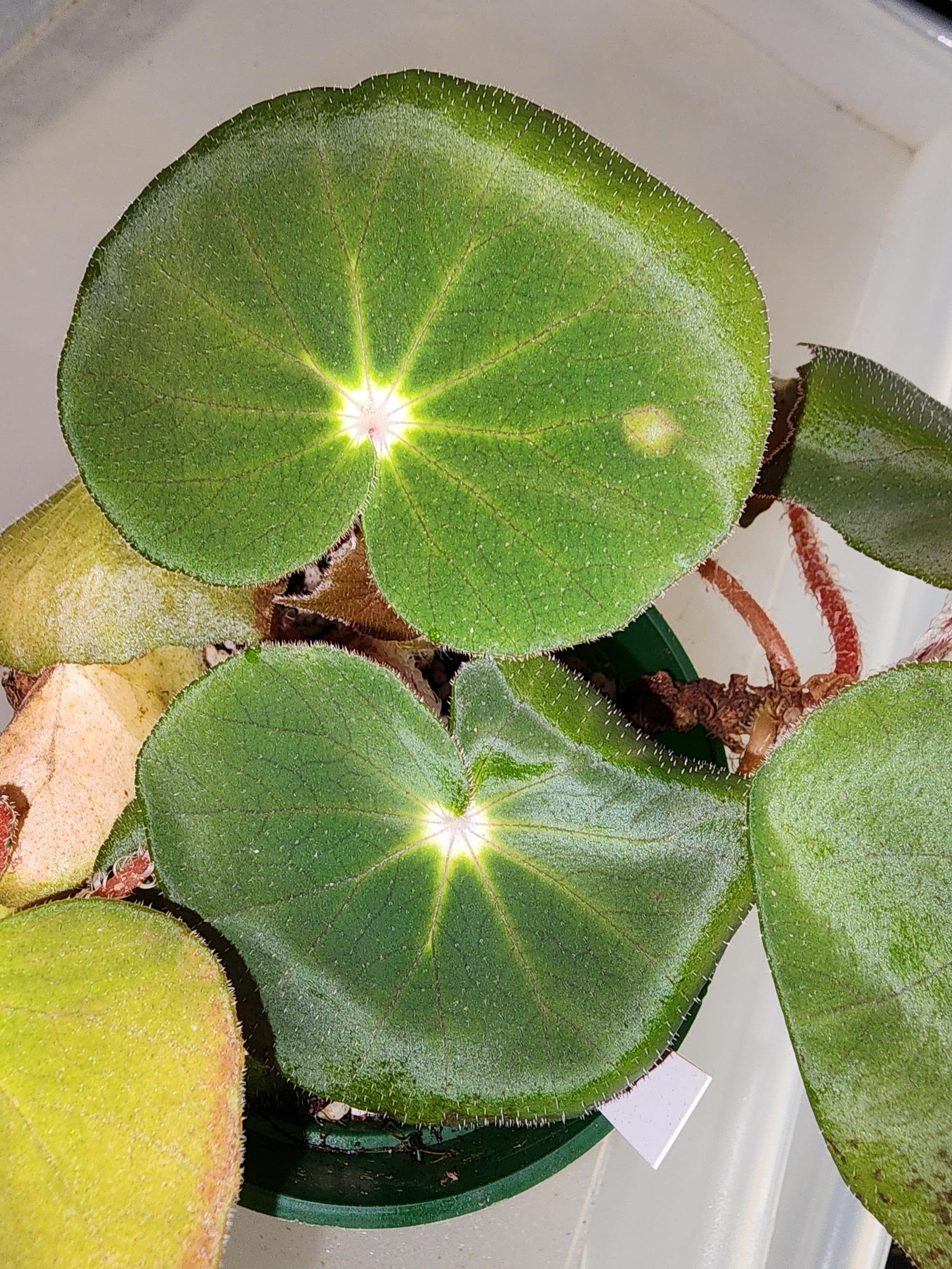 Begonia U304, Species for Terrarium or Greenhouse Culture. 2 Inch ...