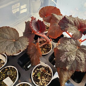Begonia U485, Highly Iridescent, Believed to Be a Hybrid. 2 Inch Potted ...