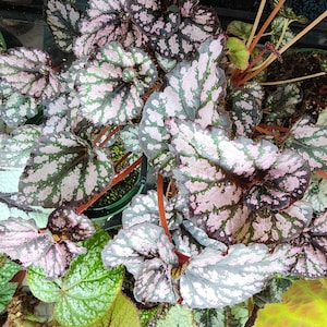 Begonia 'lavender Swirl, Mini-rex Type - Etsy