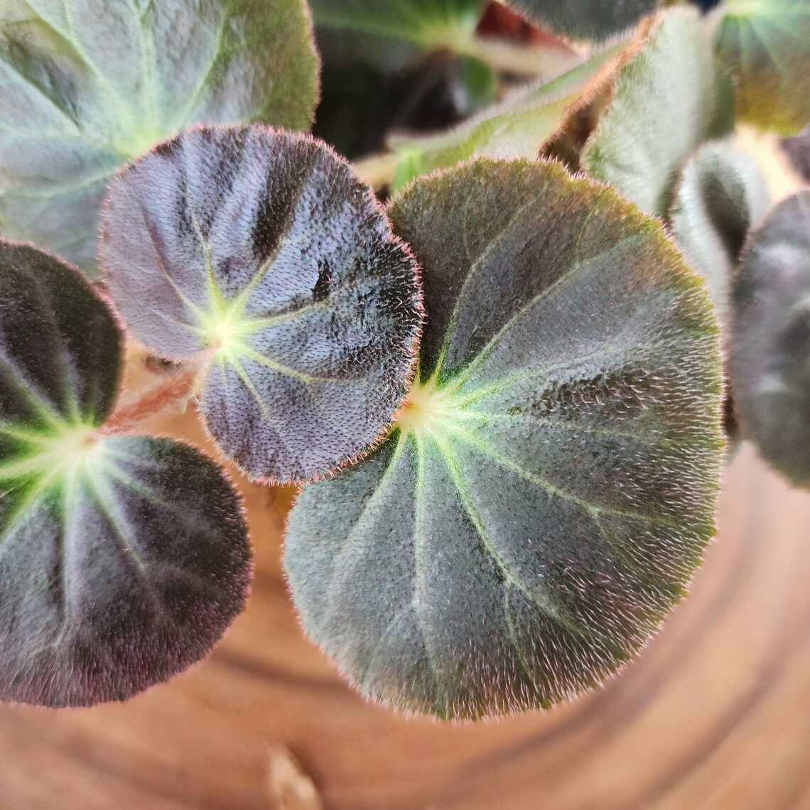 Begonia Subacida, Terrarium Species From Brazil. 2 Inch Potted Plant - Etsy