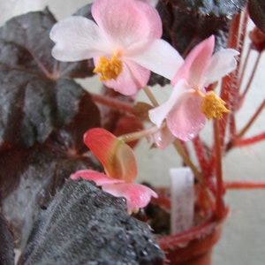 Begonia U485, Highly Iridescent, Believed to Be a Hybrid. 2 Inch Potted ...