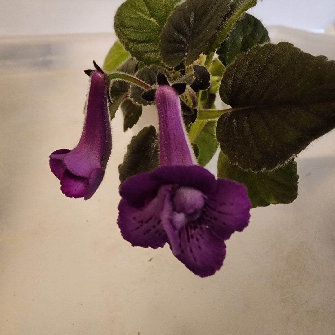 Sinningia Deep Purple Double, Mini Siningia, 2 Inch Pot - Etsy