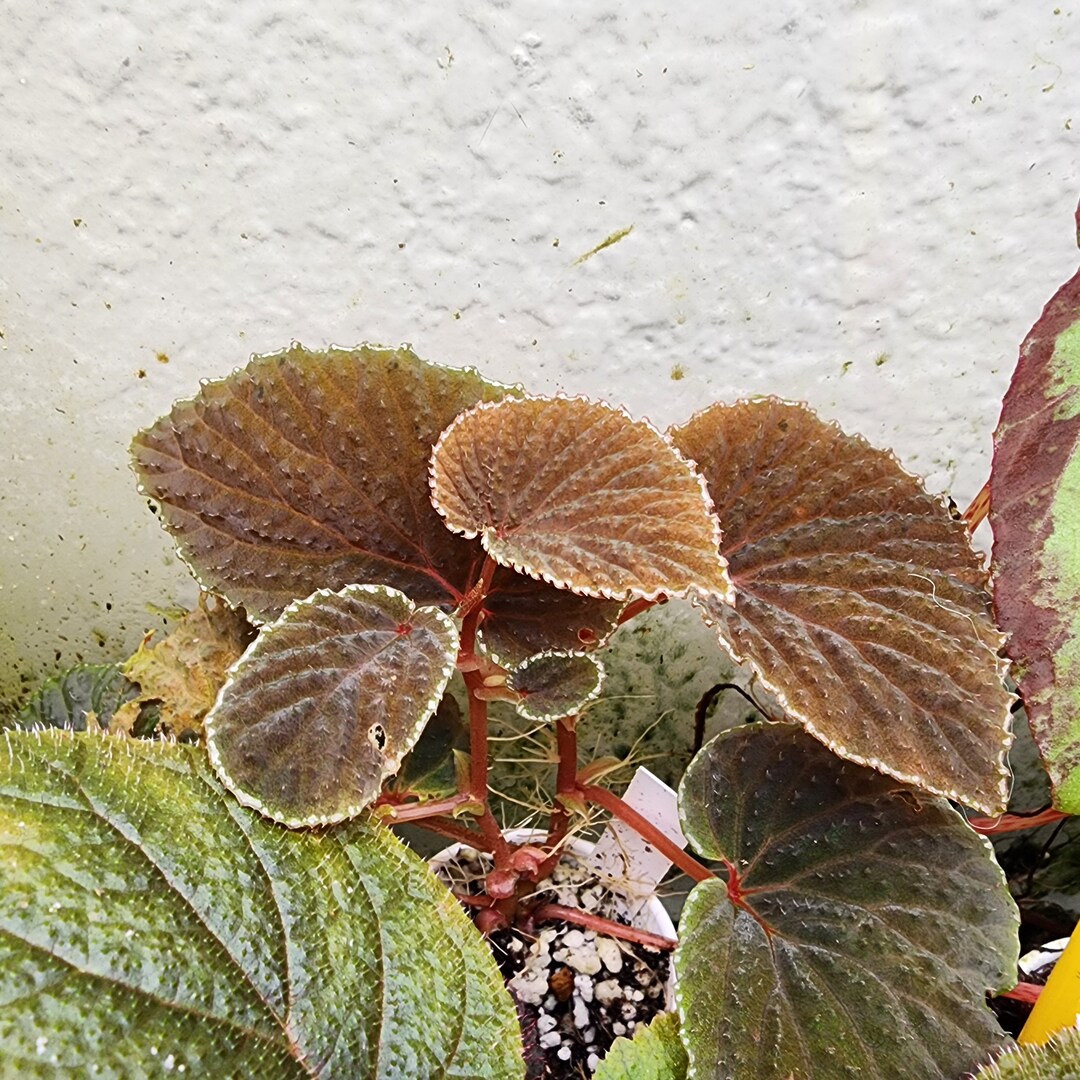 Begonia Ruthiae, Terrarium Species From Borneo. Iridescent. 2 Inch ...