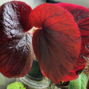 Begonia U508 - Etsy