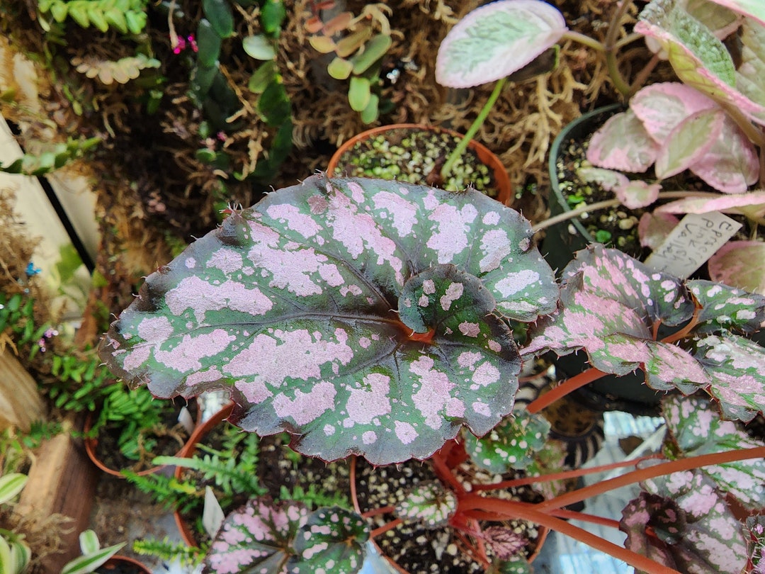 Begonia 'lavender Swirl Mini-rex Type - Etsy
