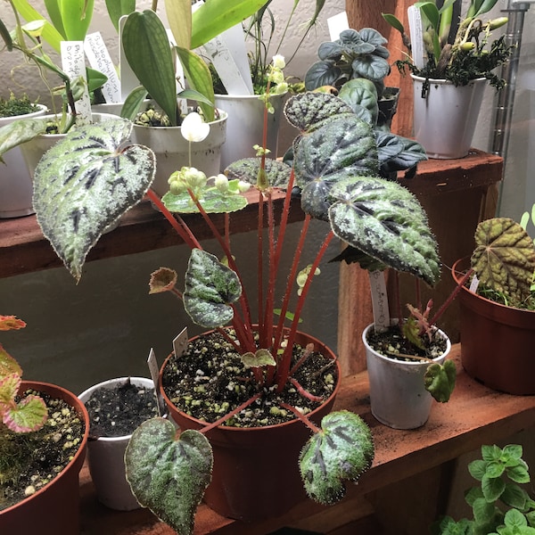 Butterfly Moonlight Begonia - Etsy