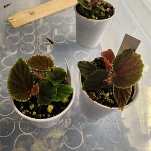 Begonia Ruthiae, Terrarium Species From Borneo. Iridescent. 2 Inch ...