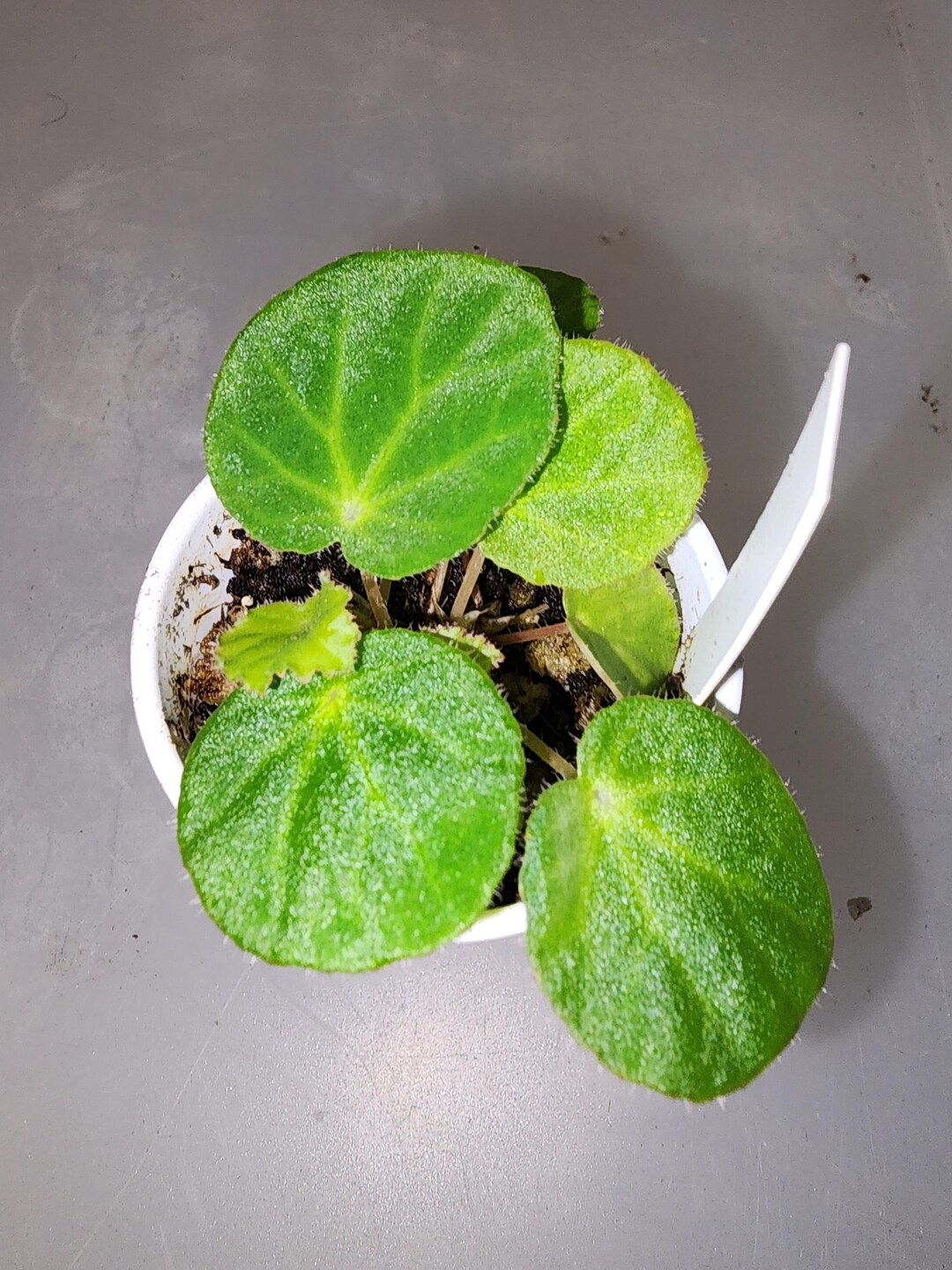 Begonia Castilloi, Rhizomatous Terrarium Species From the Philippines ...