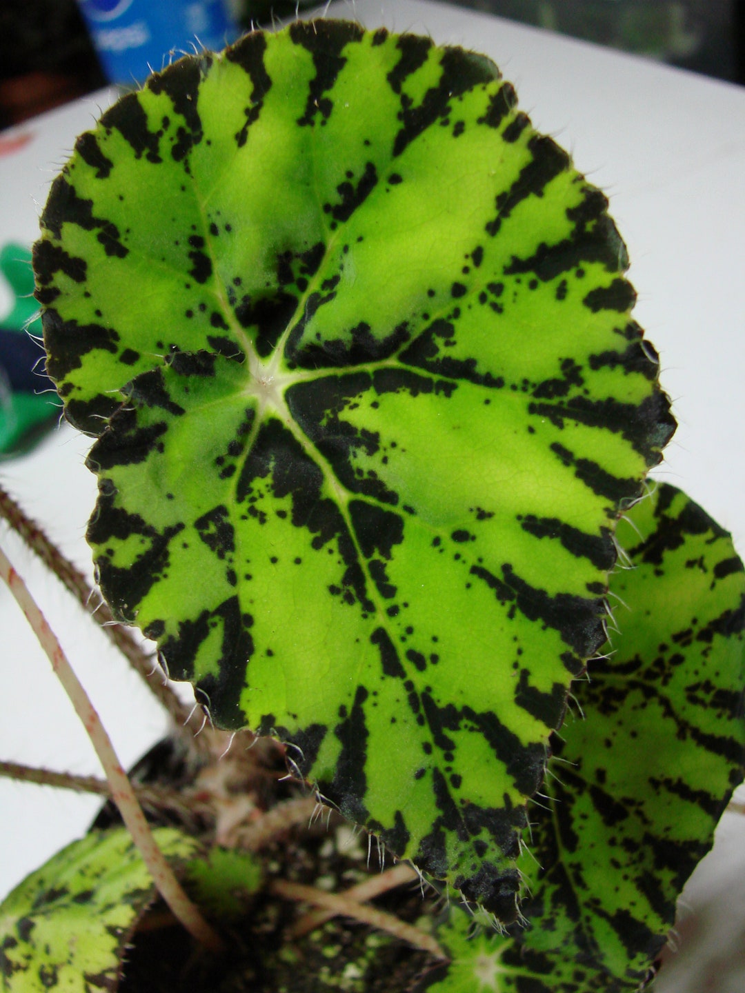Begonia 'persian Brocade' - Etsy