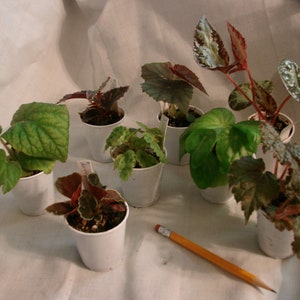Begonia 'peridot', Smallest Rex Hybrid for Terrarum. 2 Inch Potted ...