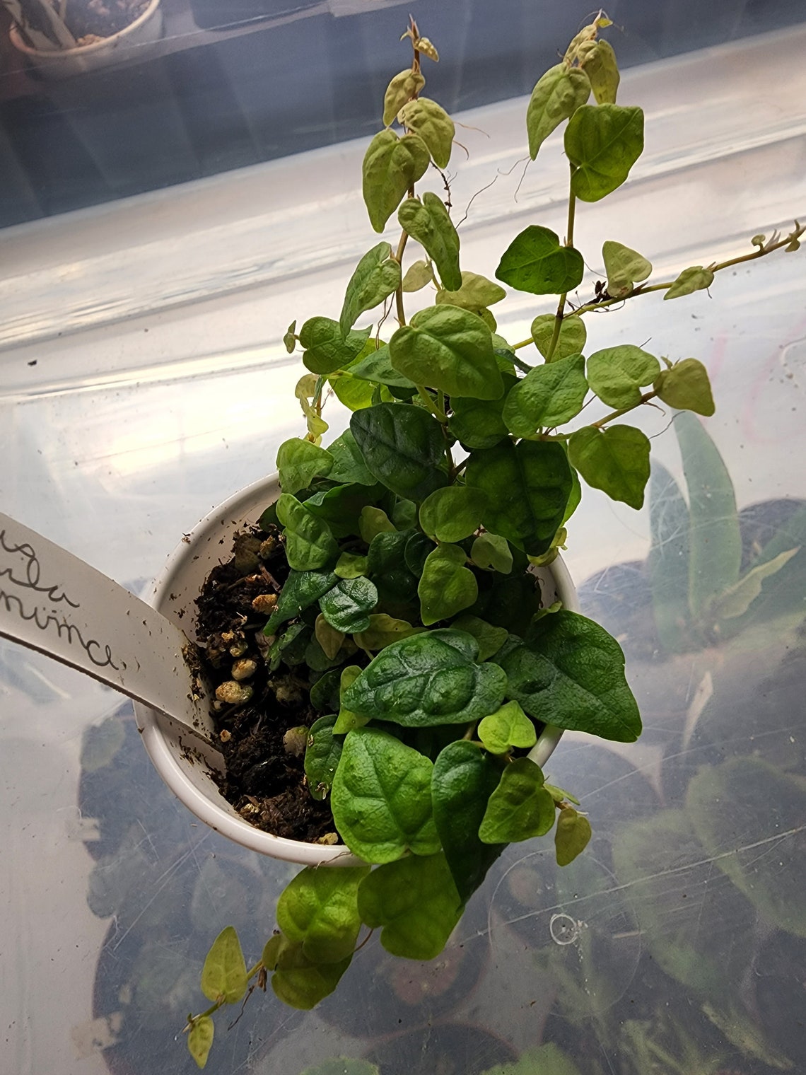 Ficus Pumila Minima, Ground Cover, Climbing Vine - Etsy