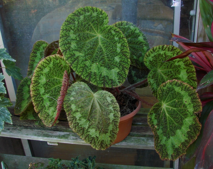 Begonia 'max Welton' - Etsy