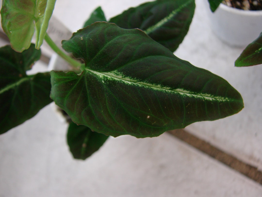 Syngonium Rayii - Etsy