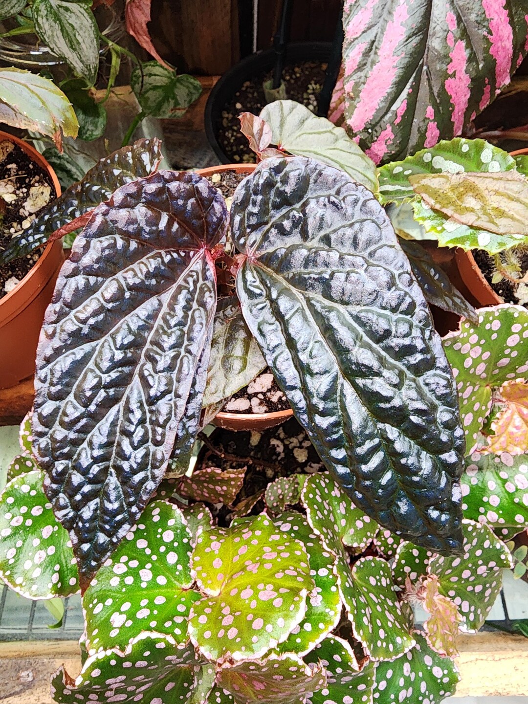 Begonia Daunhitam. Terrarium Species From Borneo, 2 Inch Potted Plant ...