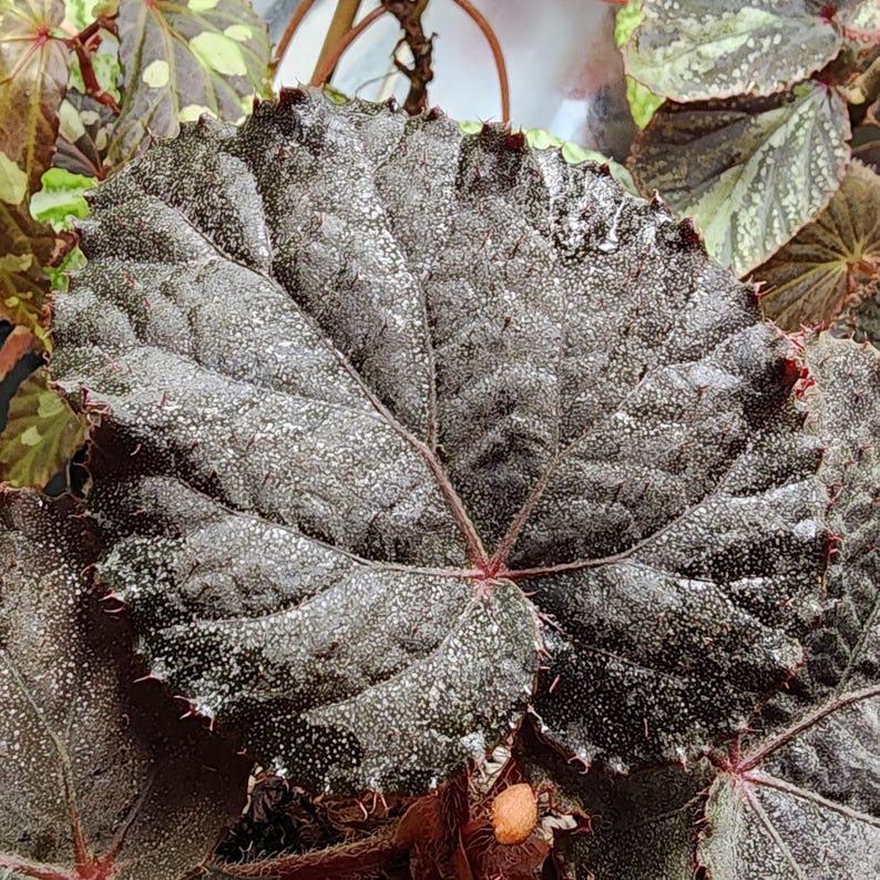 Begonia U485, Highly Iridescent, Believed to Be a Hybrid. 2 Inch Potted ...