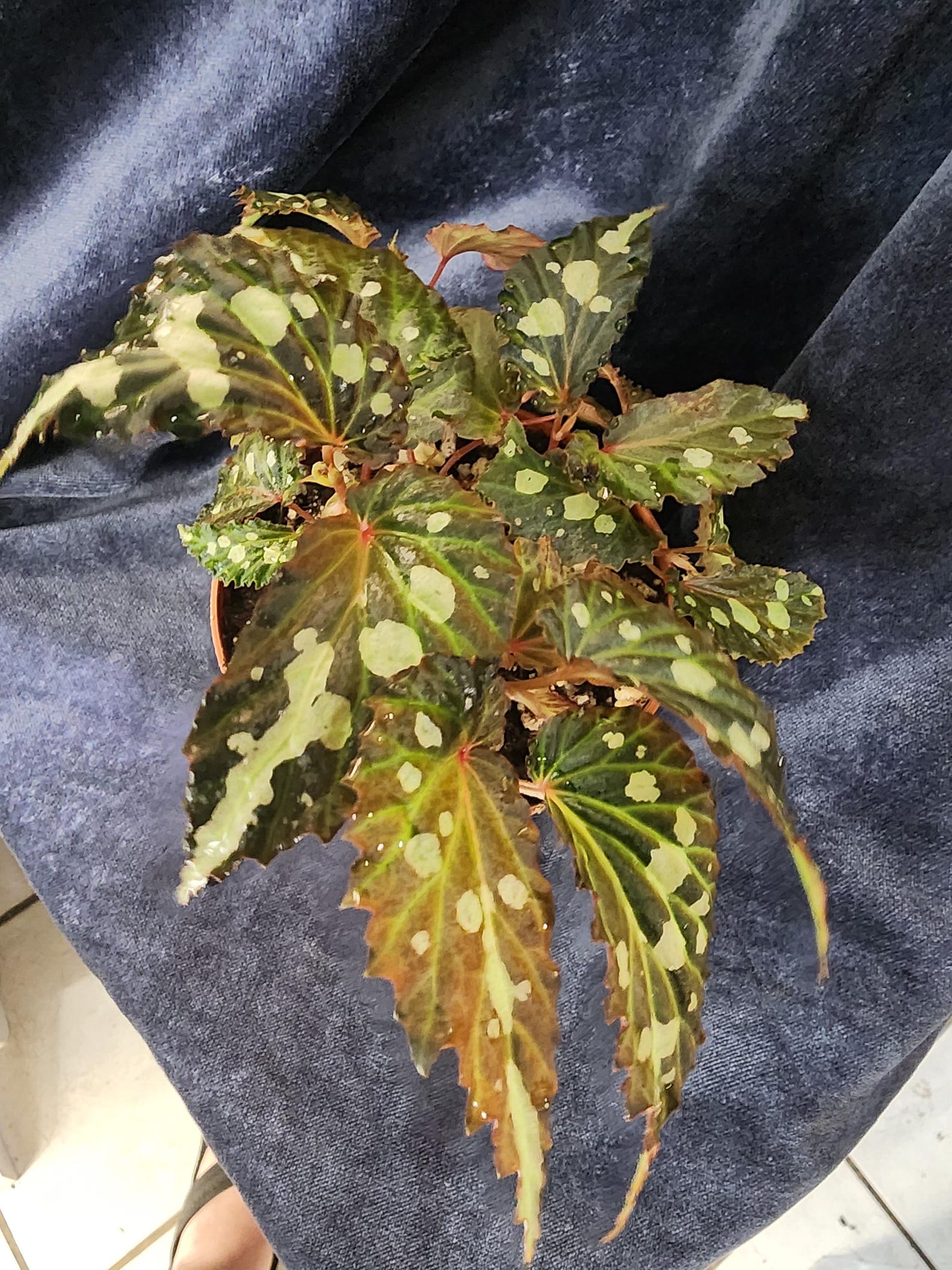Begonia Mantuk, Terrarium Species From Papua New Guinea, 2 Inch Potted ...