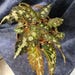 Begonia Mantuk, Terrarium Species From Papua New Guinea, 2 Inch Potted ...
