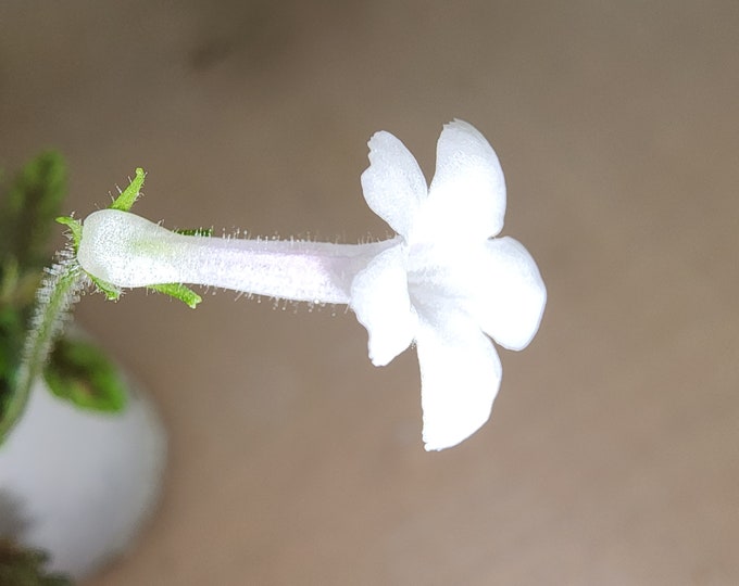 Sinningia Musicola, Micro Mini 2 Each - Etsy