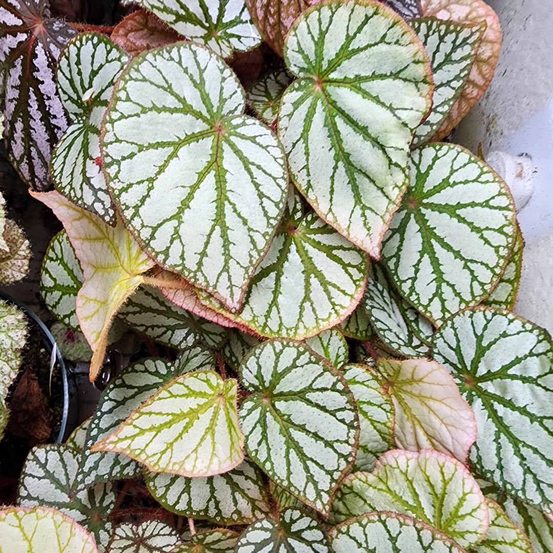 Begonia U400, Terrarium Species, Origin Location Unavailable. 2 Inch ...