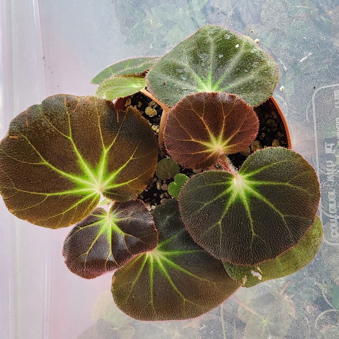 Begonia Subacida, Terrarium Species From Brazil. 2 Inch Potted Plant - Etsy