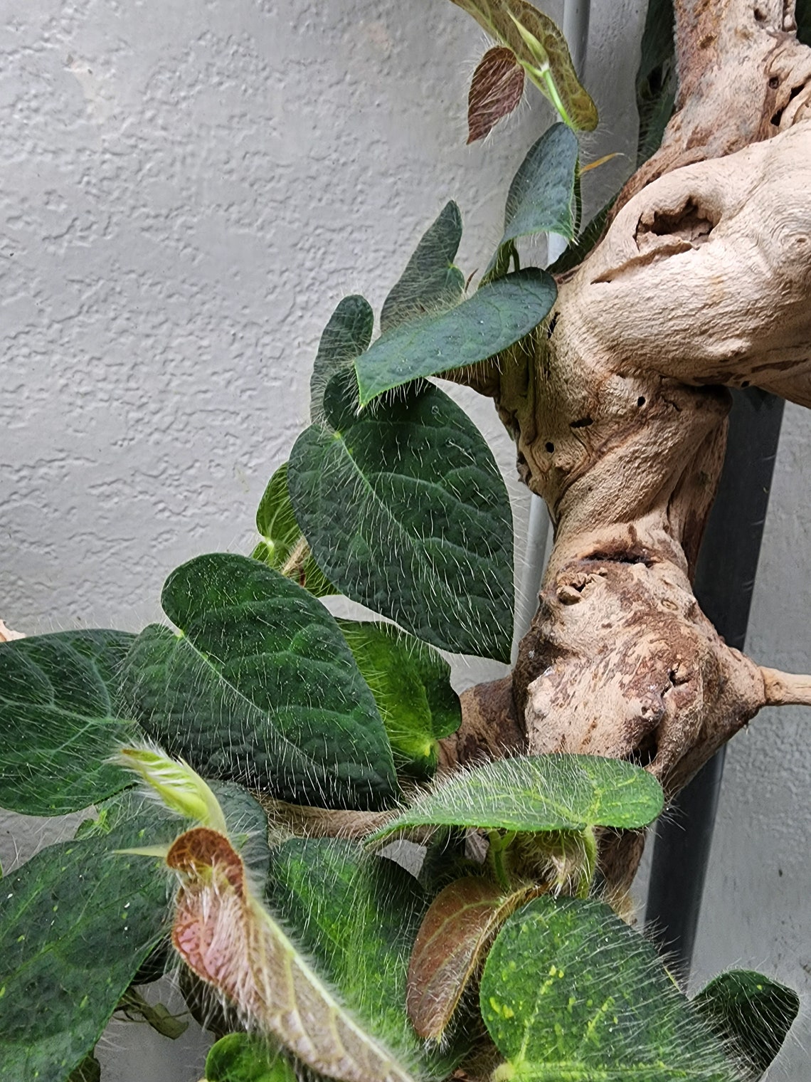 Ficus Villosa shingling Plant - Etsy