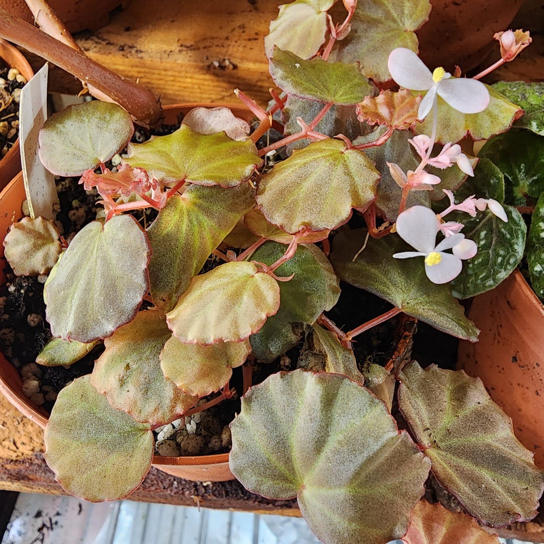 Begonia Sp. Sarawak, Mini Terrarium Plant From Sarawak, Borneo. 2 Inch ...