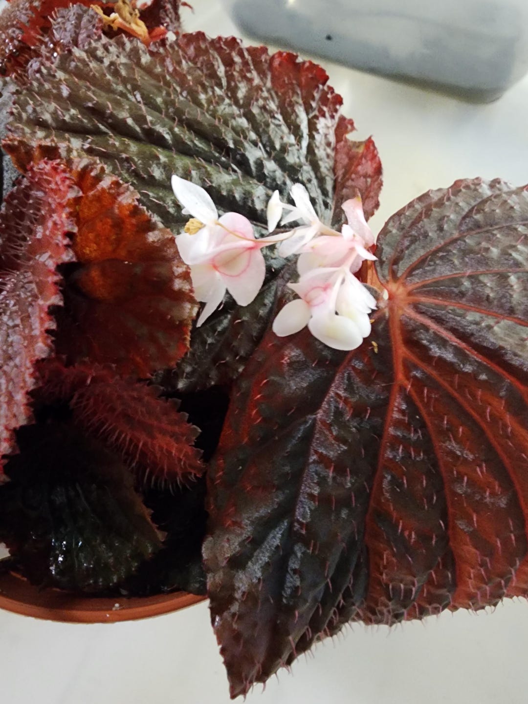 Begonia 'sulawesi X Black Metallic X Baik', Multi Cross Hybrid for ...