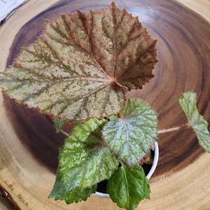 Begonia U484, Species Introduced by Mary Sizemore, With Origin ...