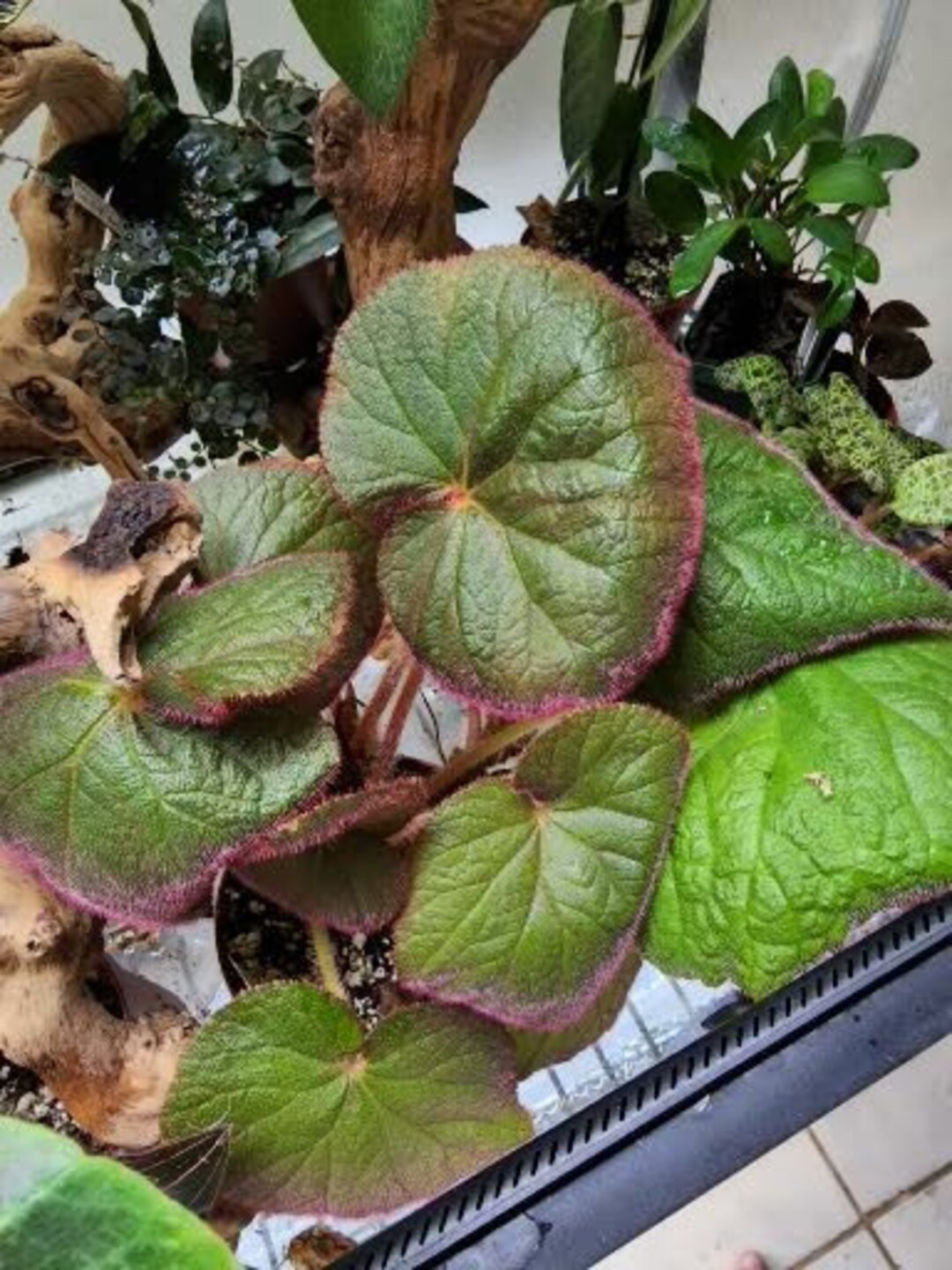 Begonia Thomsonii, Terrarium Plant From South Asia, 2 Inch Potted Plant ...