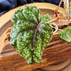 Begonia Handelii Var. Prostata, Terrarium Species From China. 2 Inch ...