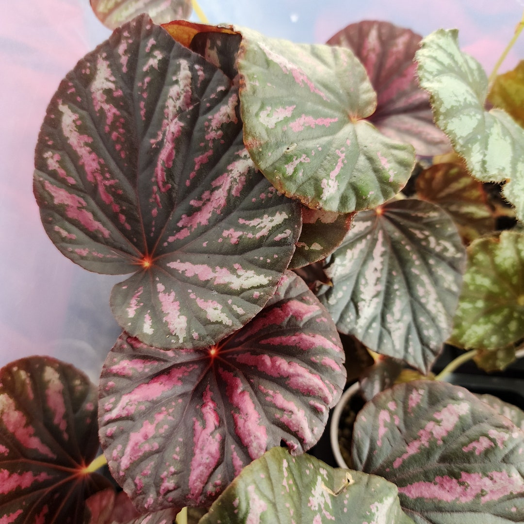 Begonia 'candy Stripes', Terrarium Hybrid. 2 Inch Potted Plant - Etsy