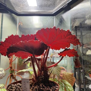 Begonia U485, Highly Iridescent, Believed to Be a Hybrid. 2 Inch Potted ...